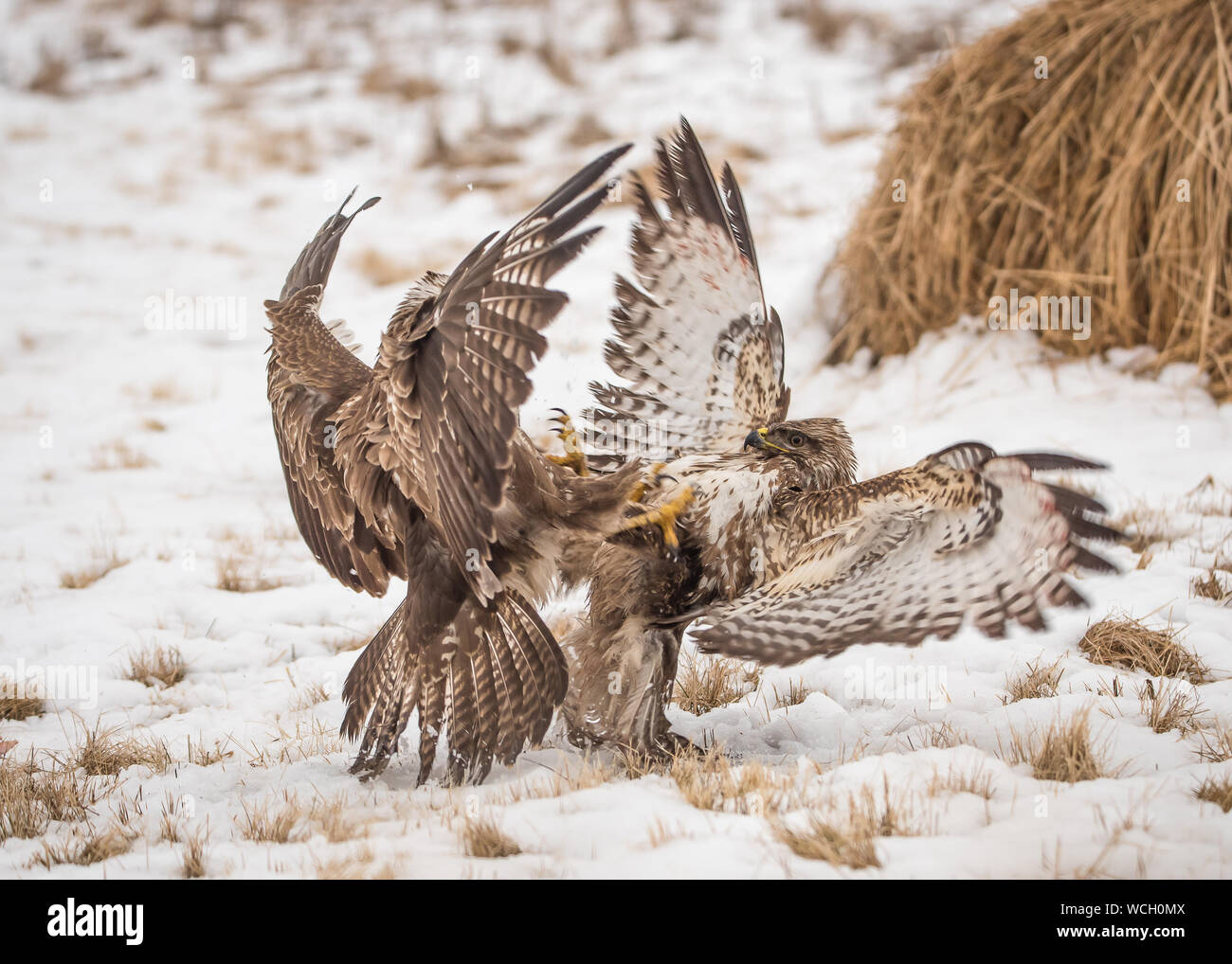 Two birds fighting on hi-res stock photography and images - Alamy