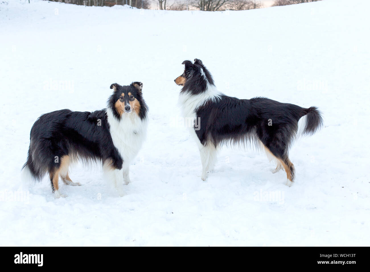 Rough collies hi-res stock photography and images - Alamy