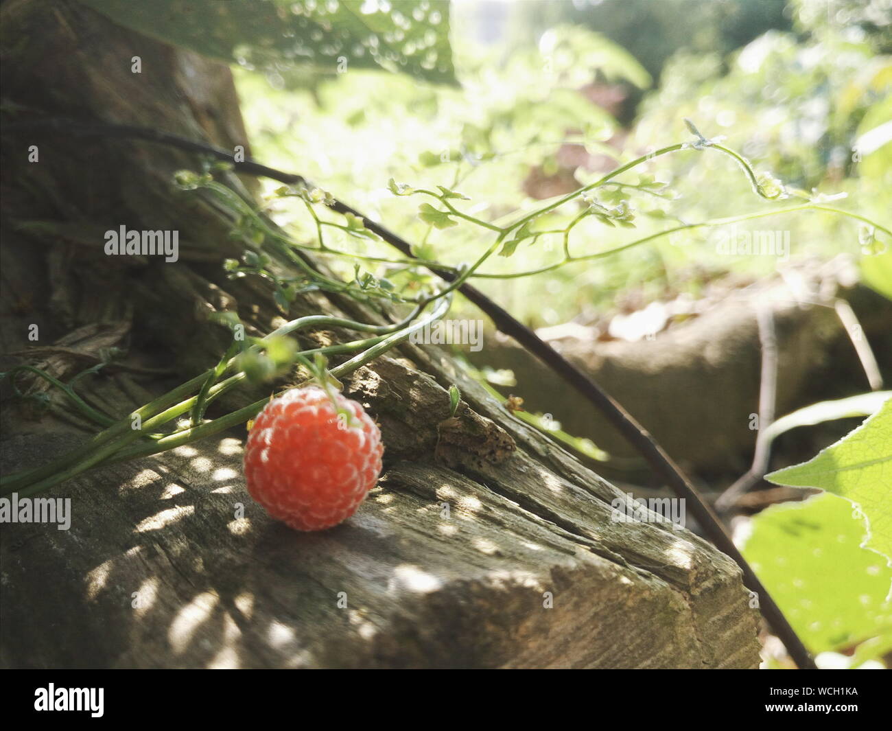 Raspberry Tree High Resolution Stock Photography and Images - Alamy