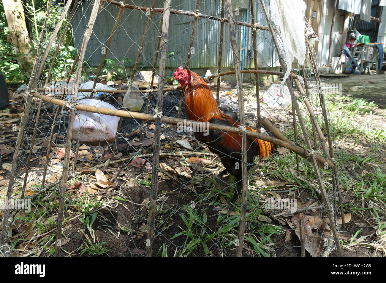 Rooster In Cage High Resolution Stock Photography and Images - Alamy