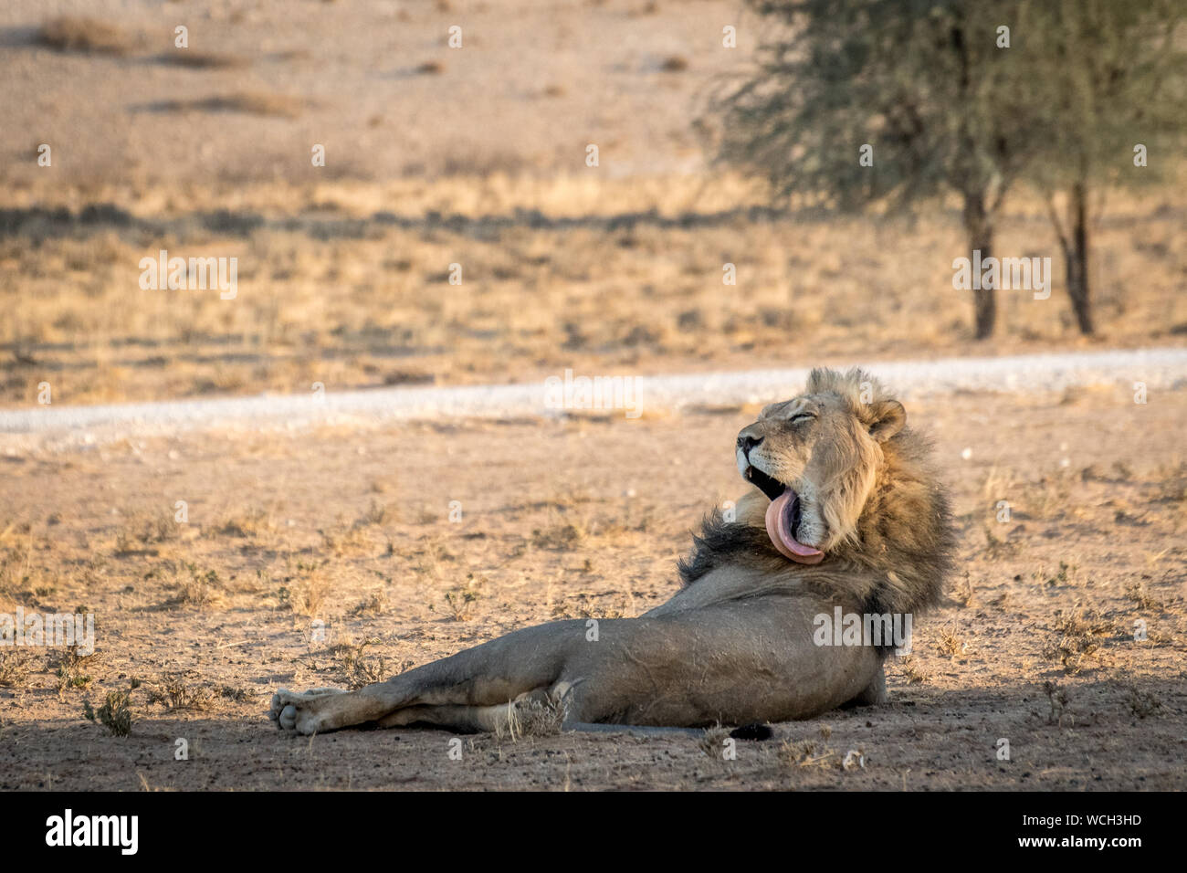 Lion grooming hi-res stock photography and images - Alamy