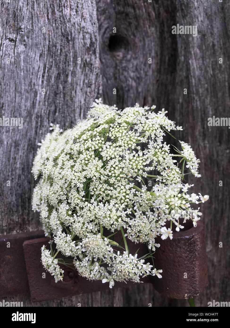 Blossom trunk flowers hi-res stock photography and images - Alamy