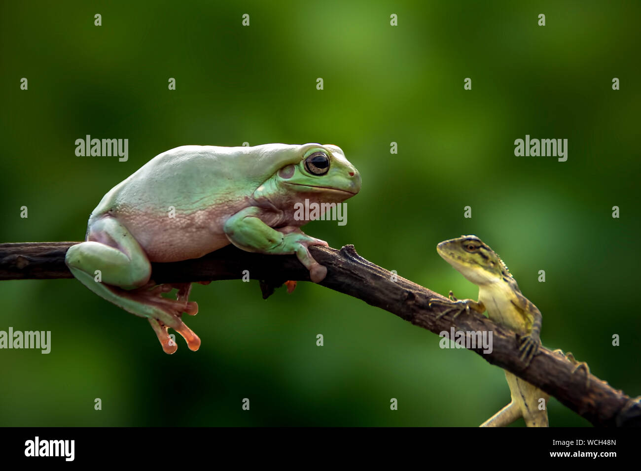 Frog Lizard High Resolution Stock Photography and Images - Alamy