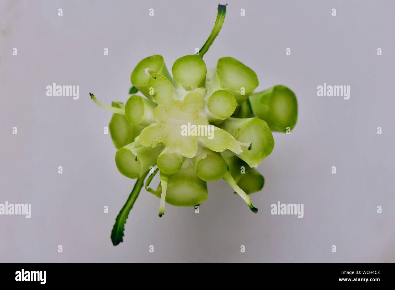 Close-up Of Broccoli Stalk Against White Background Stock Photo - Alamy