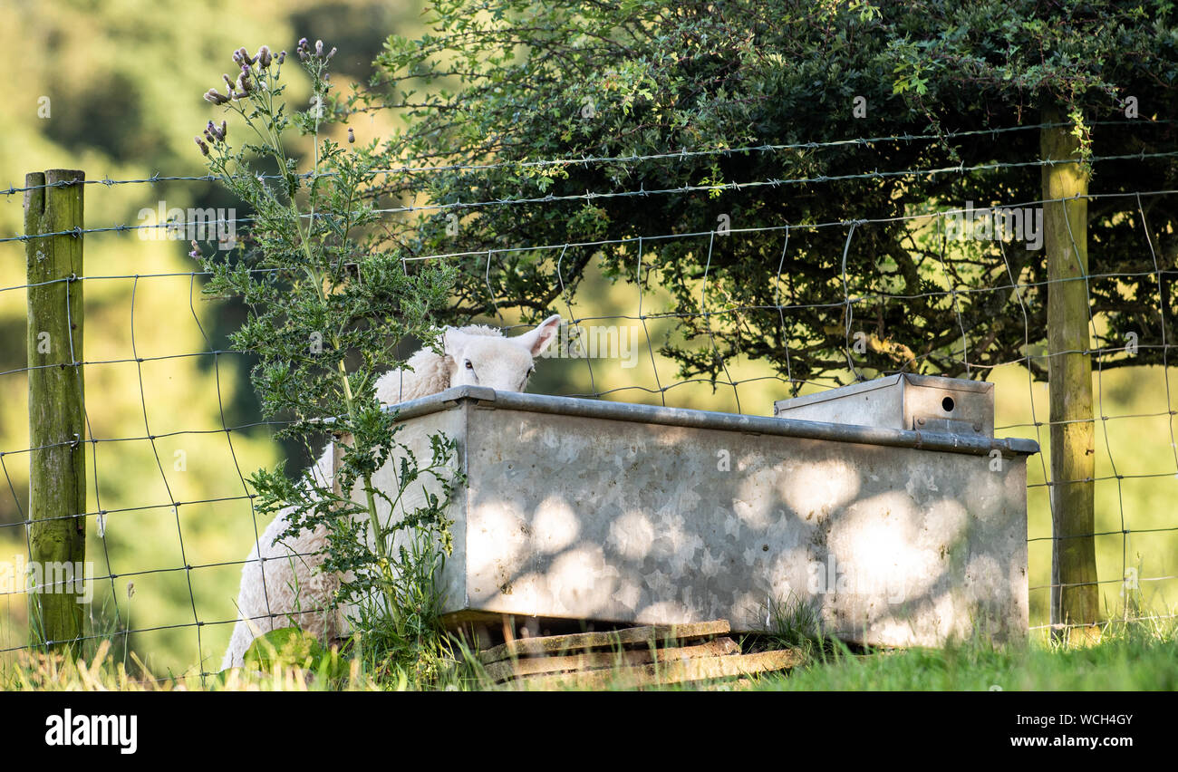 Sheep drinking trough hi-res stock photography and images - Alamy
