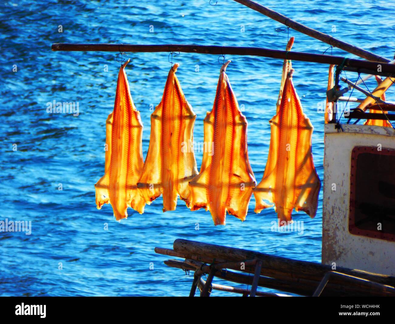 Animal skin drying hi-res stock photography and images - Alamy