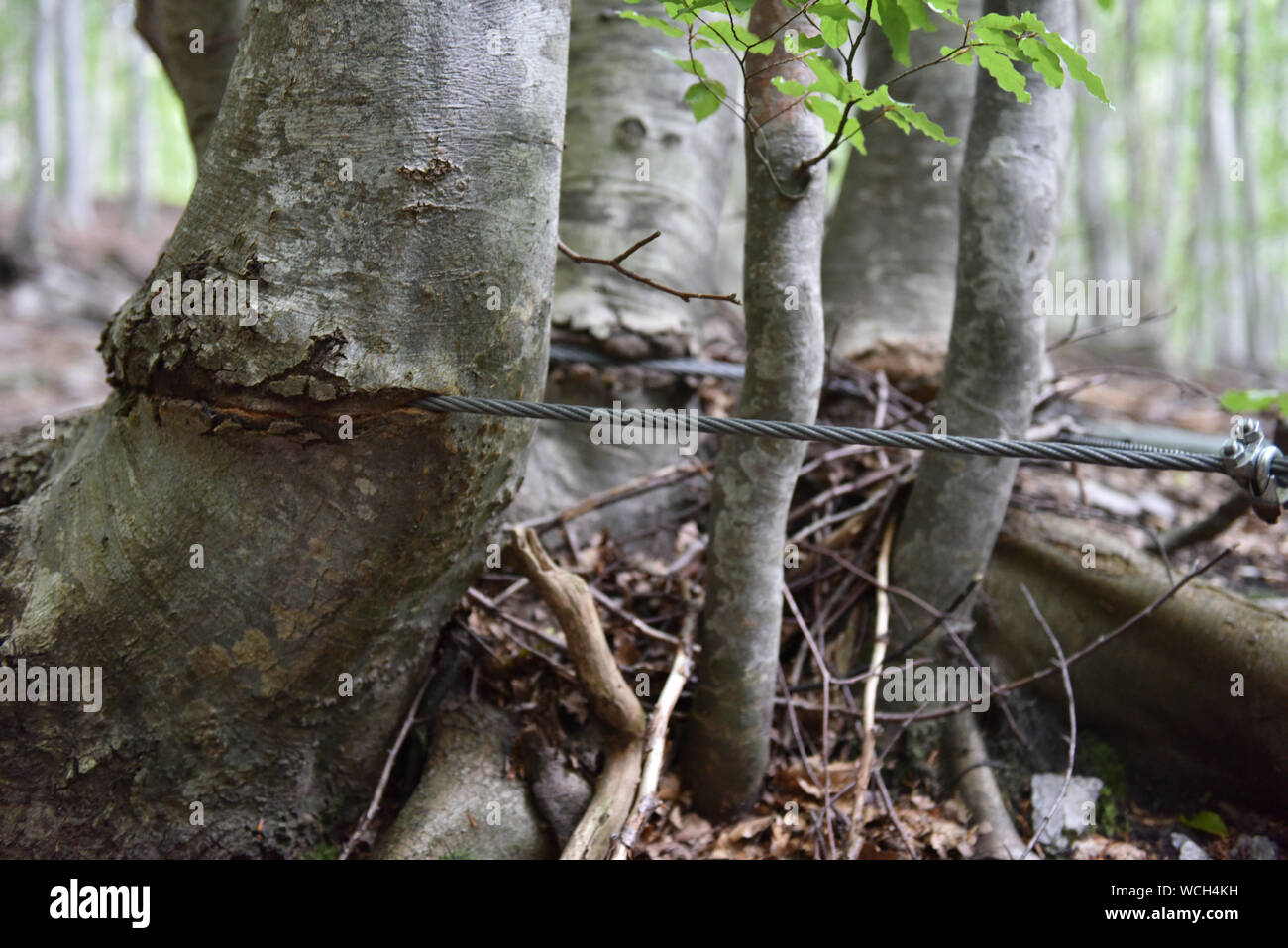 Tree cutting deforestation hi-res stock photography and images - Alamy