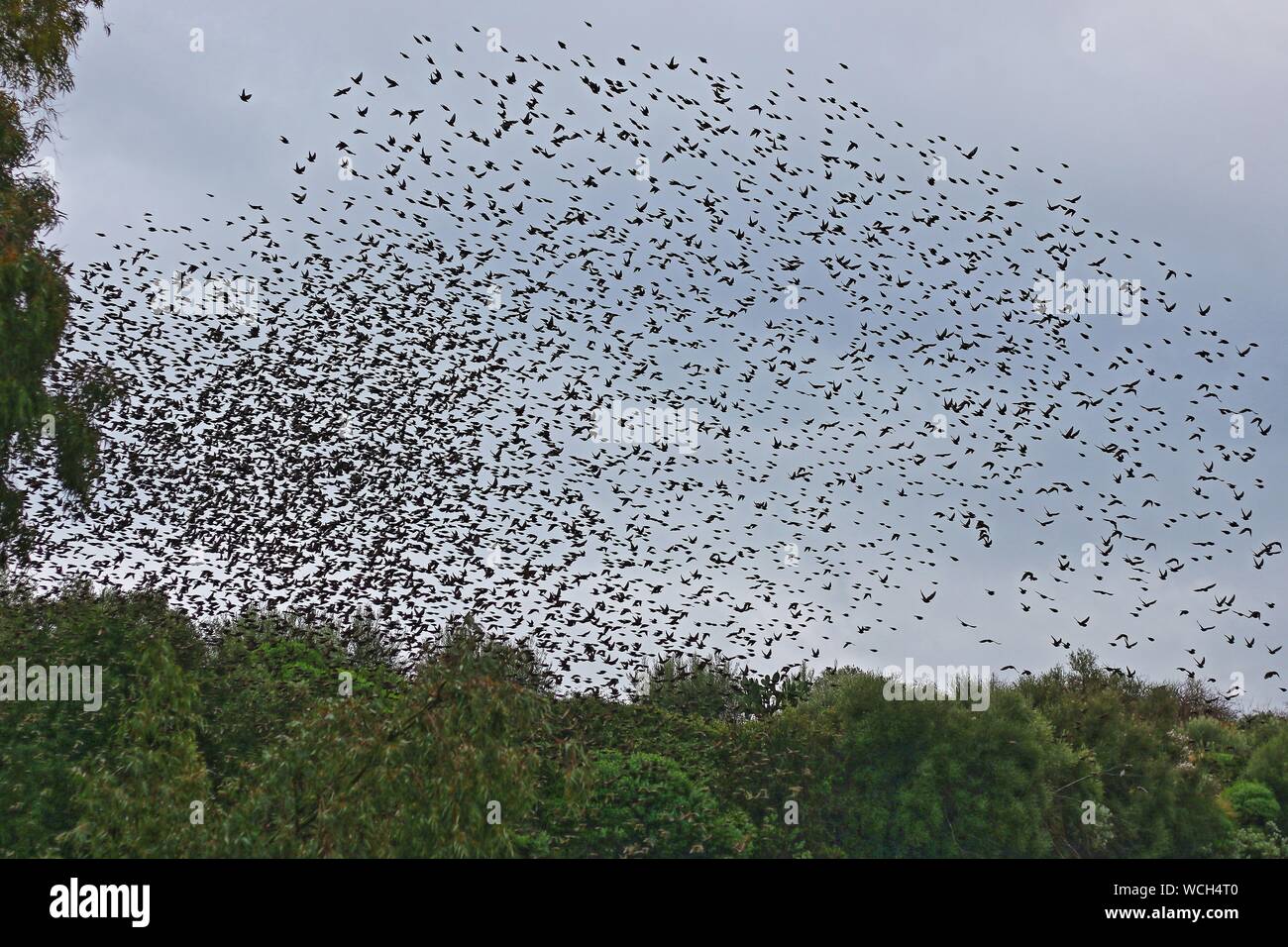 Bird above trees hi-res stock photography and images - Alamy