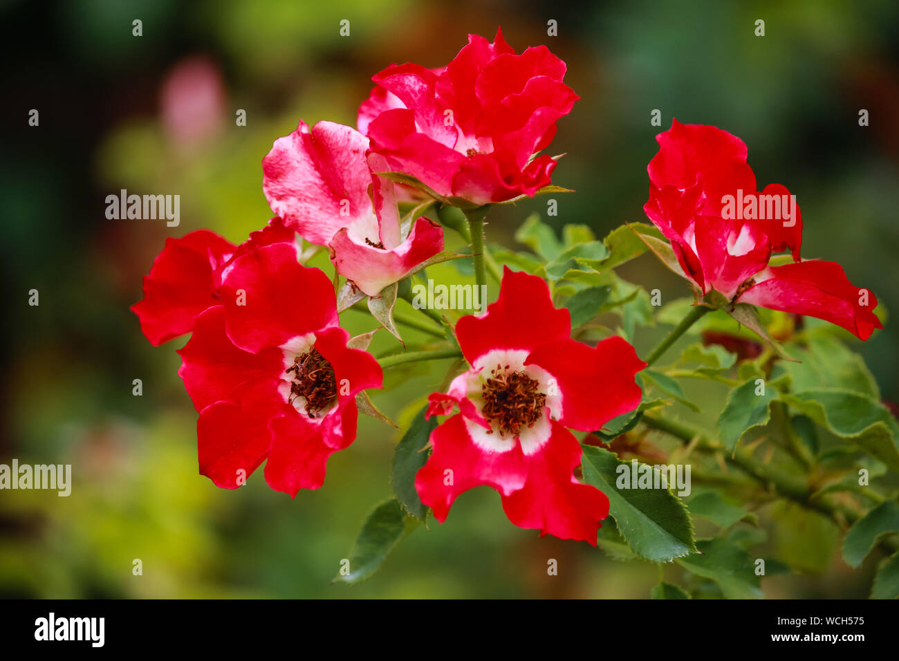 Floribunda rose eye paint hi-res stock photography and images - Alamy