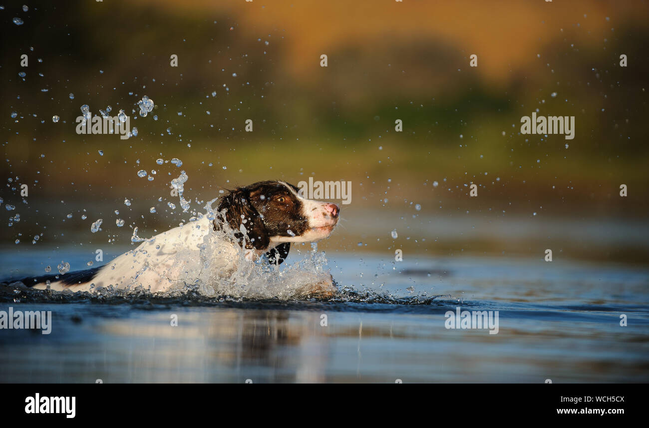 Splashing dog hi-res stock photography and images - Alamy