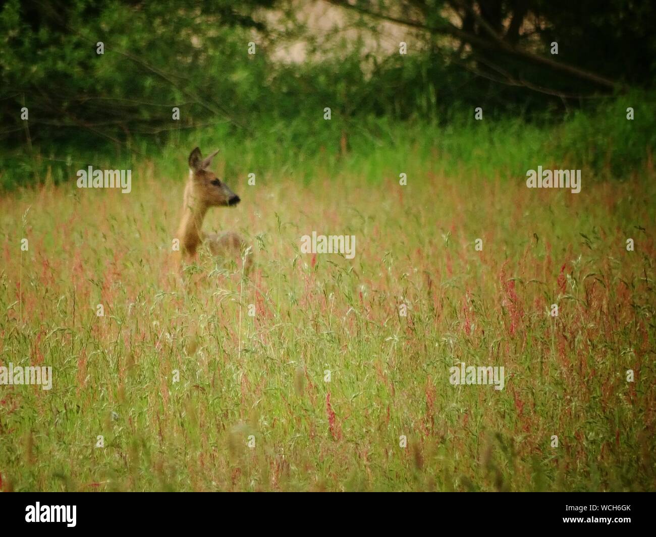 Deer landscape hi-res stock photography and images - Alamy