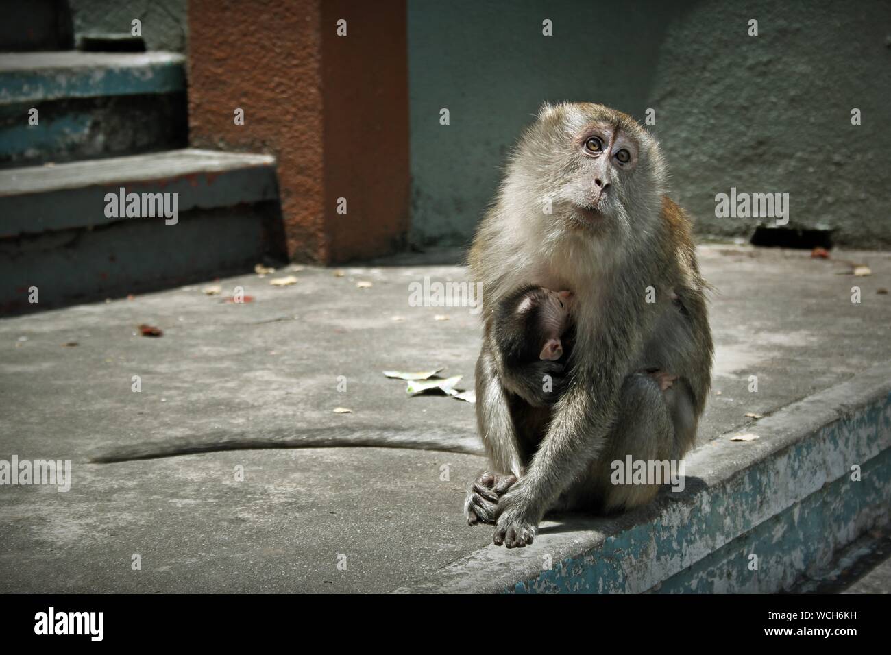 Baby monkeys cuddling hi-res stock photography and images - Alamy