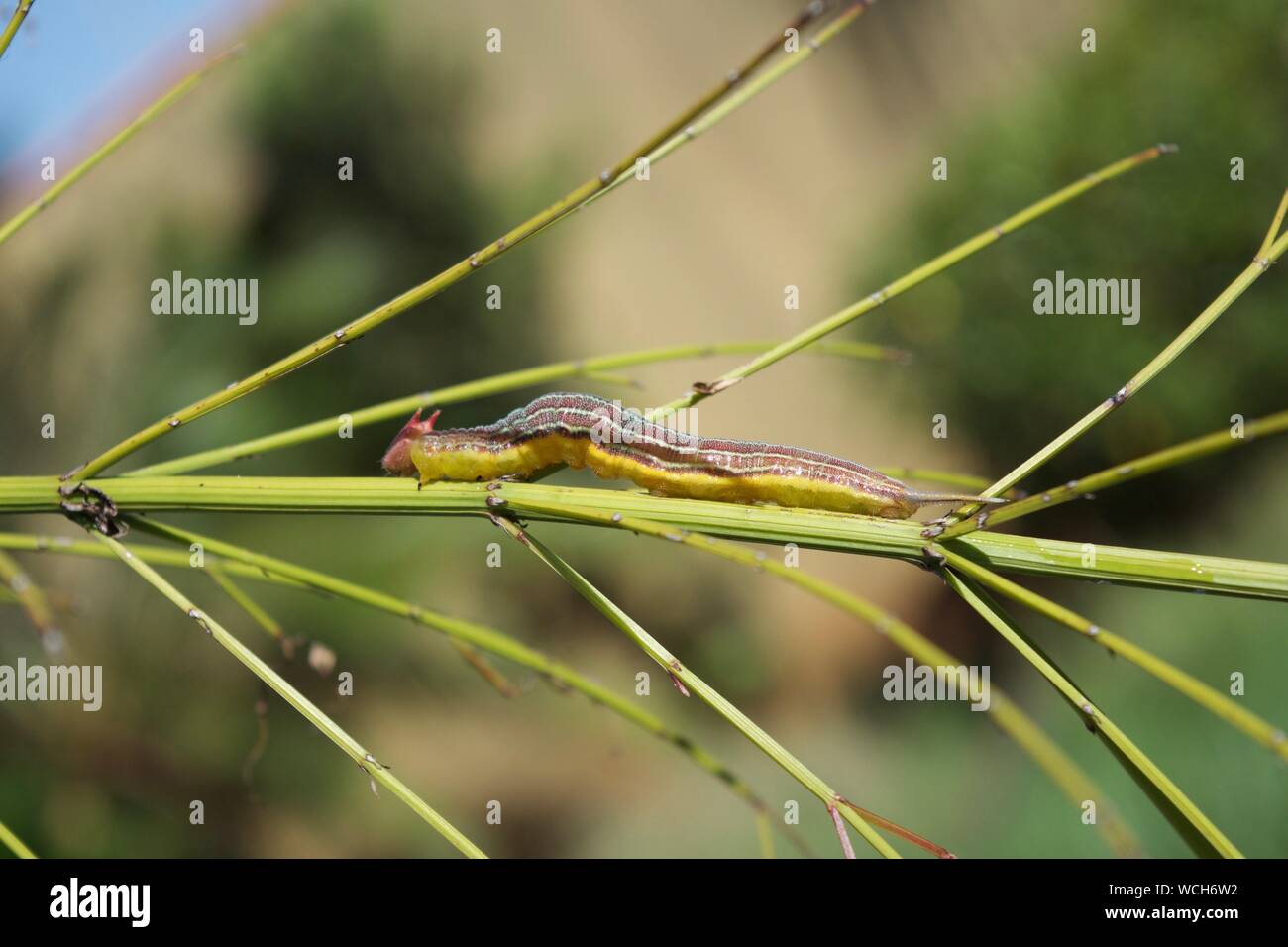 Crawling plant hi-res stock photography and images - Alamy