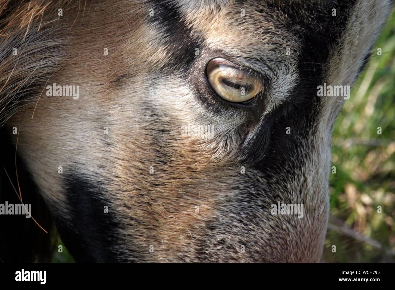 Close up of a goat eye hi-res stock photography and images - Alamy