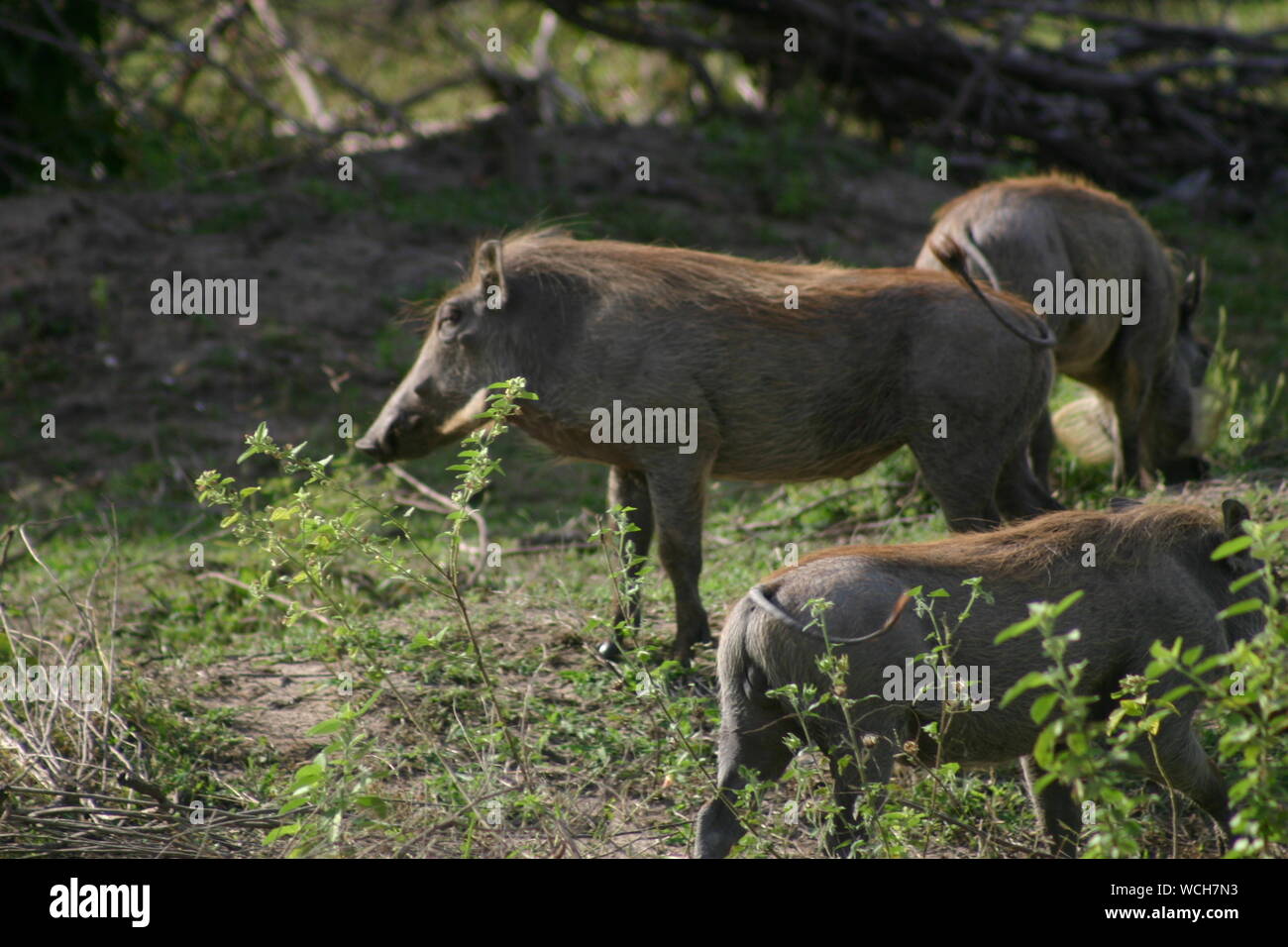 Boars tusk hi-res stock photography and images - Alamy