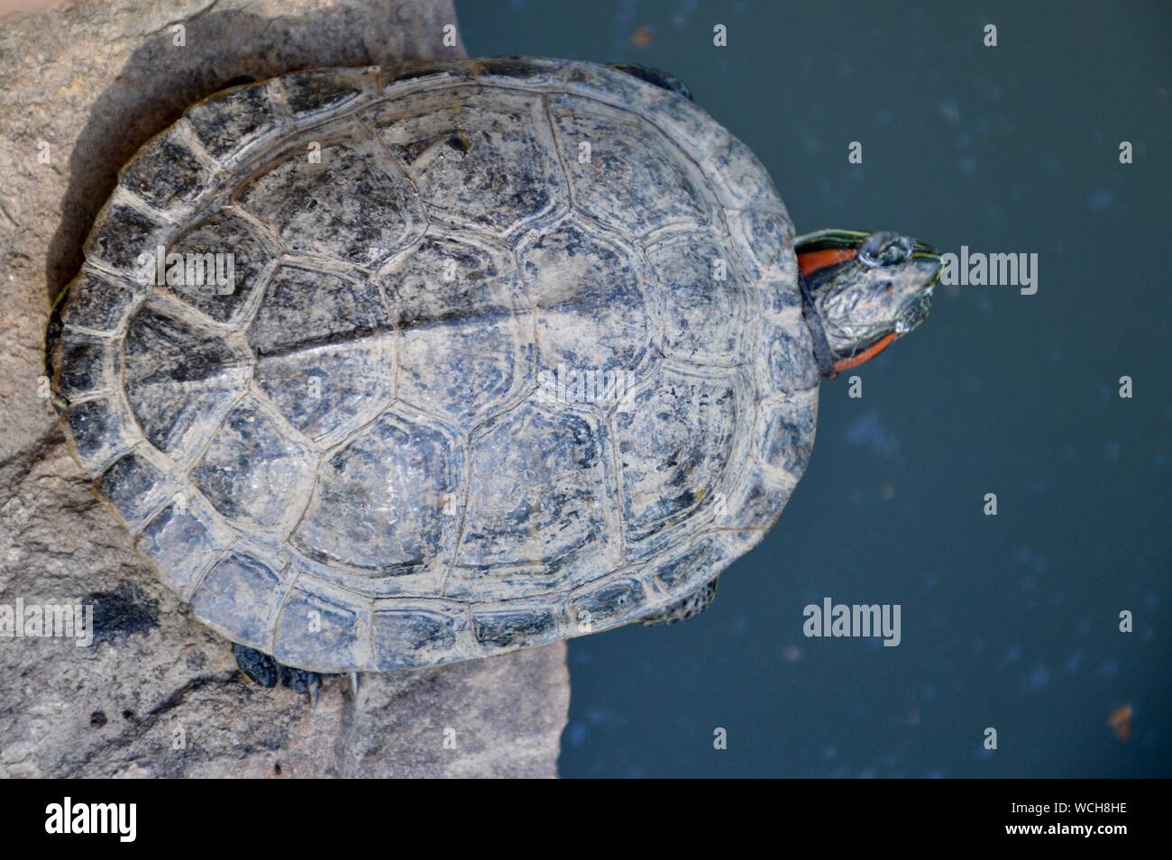 Wonderful turtle hi-res stock photography and images - Alamy