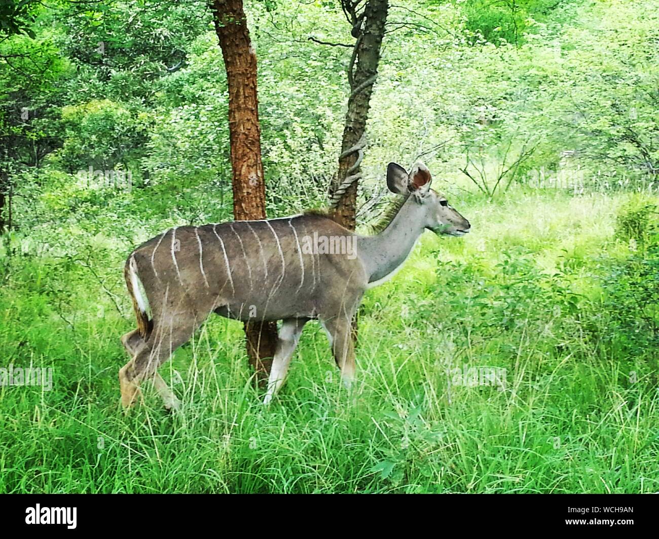 Nyala Tree High Resolution Stock Photography and Images - Alamy