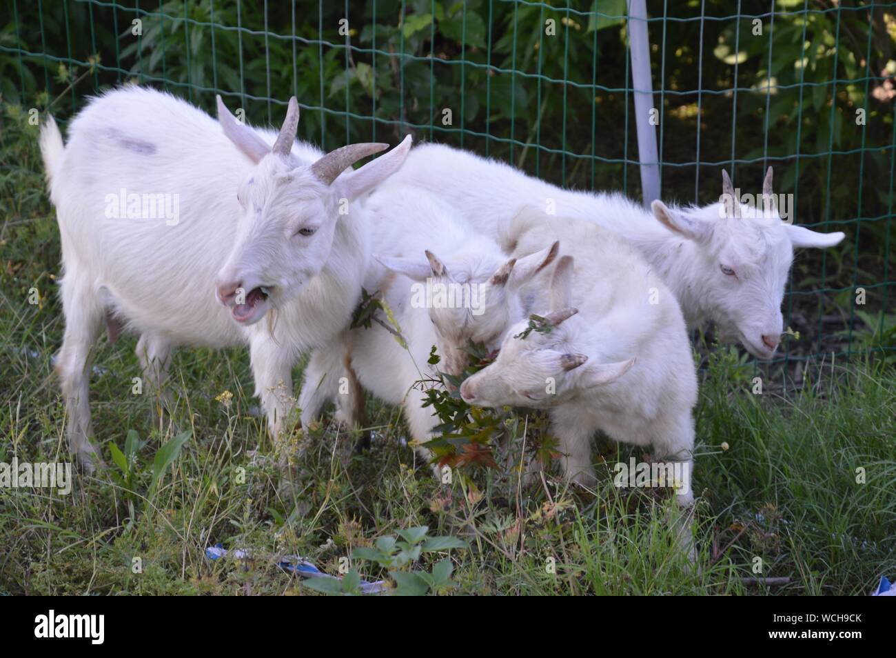 Goat browsing hi-res stock photography and images - Alamy
