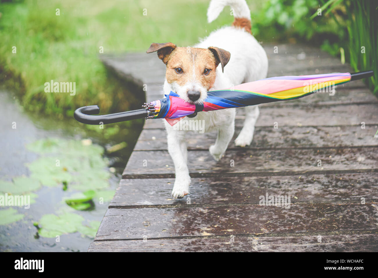 Cute dog in the rain hi-res stock photography and images - Alamy