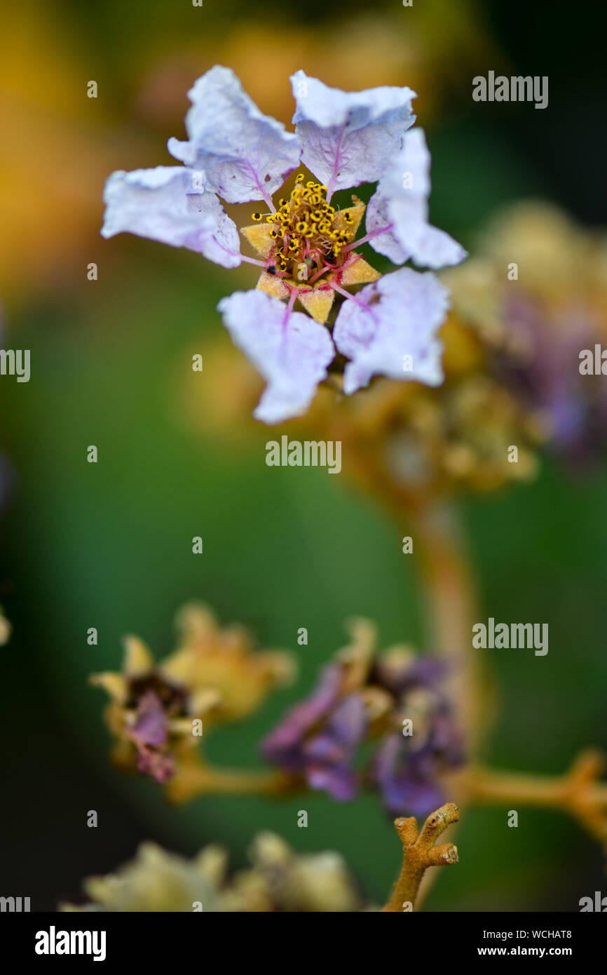 Lagerstroemia floribunda hi-res stock photography and images - Alamy