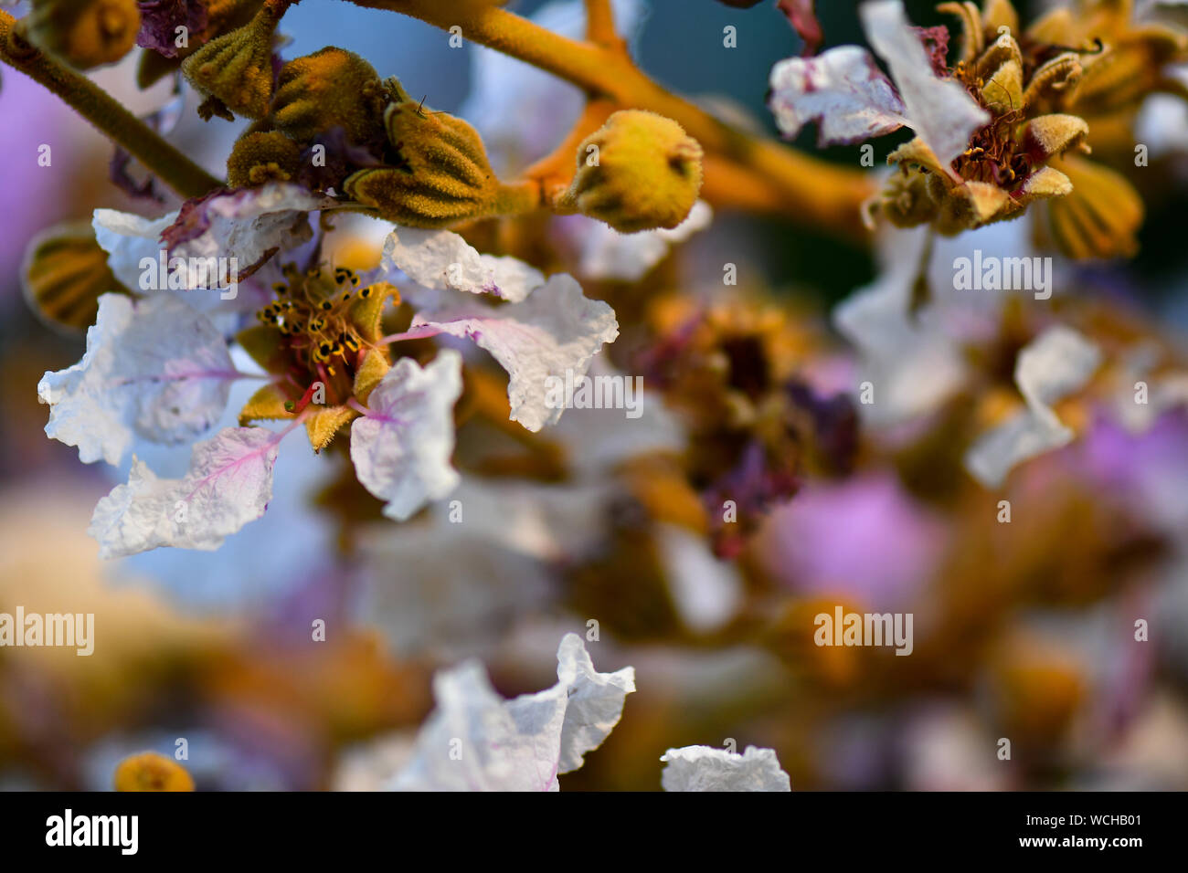 Lagerstroemia lagerstroemia indica hi-res stock photography and images ...