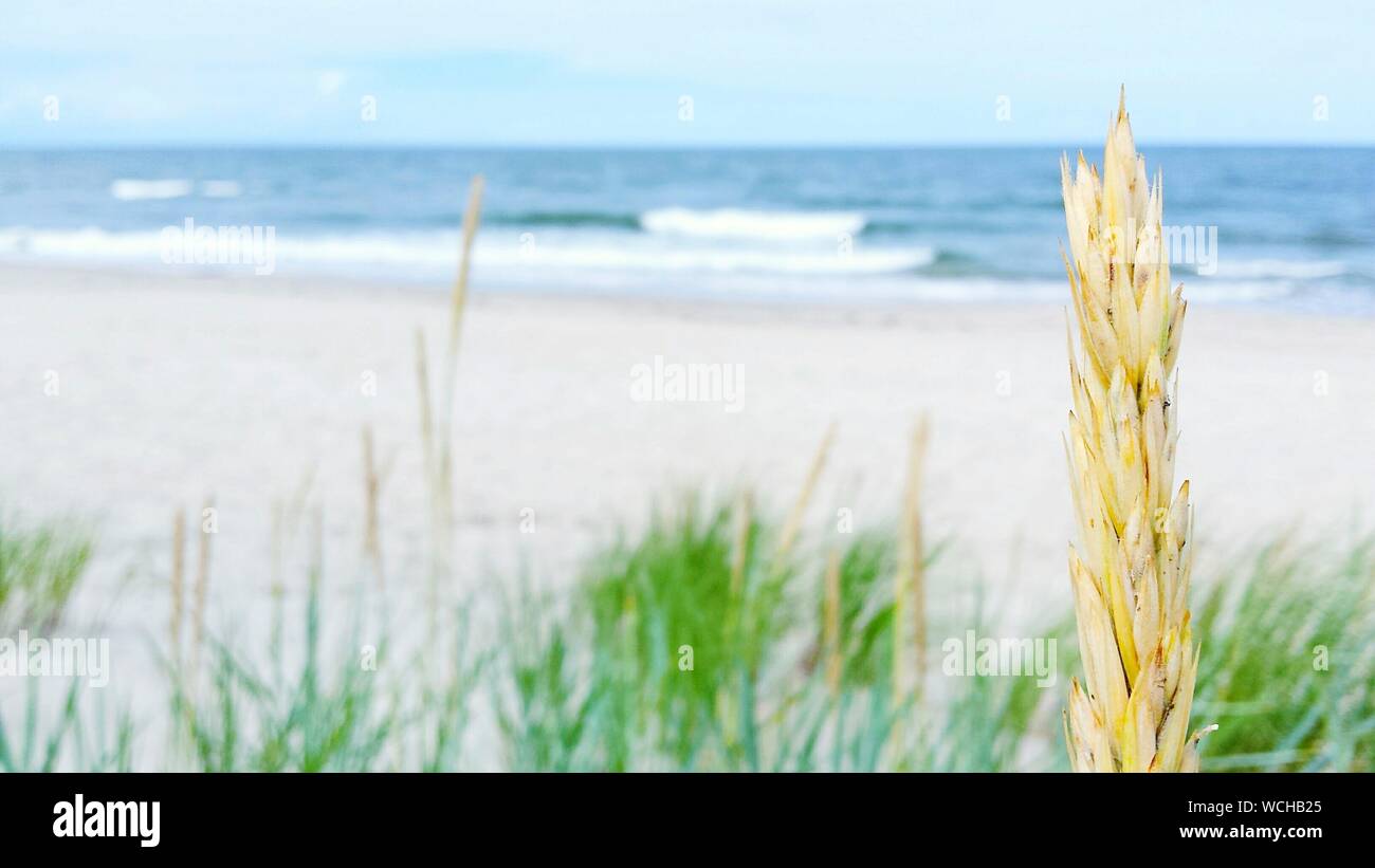 Wheat on the beach hi-res stock photography and images - Alamy