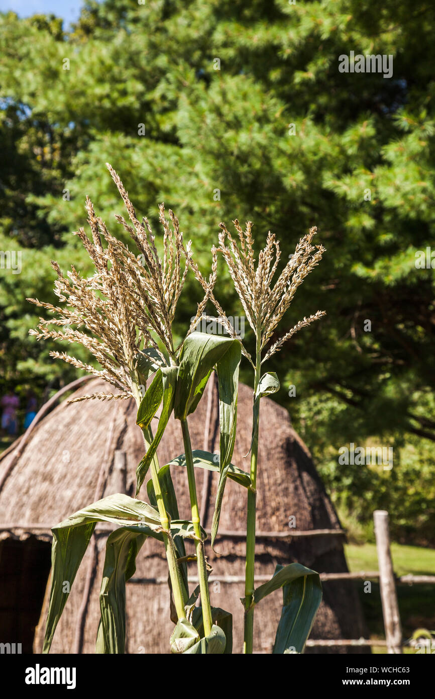 MASHANTUCKET RESERVATION, CT, USA-AUGUST 24, 2019: Corn with wigwam a ...