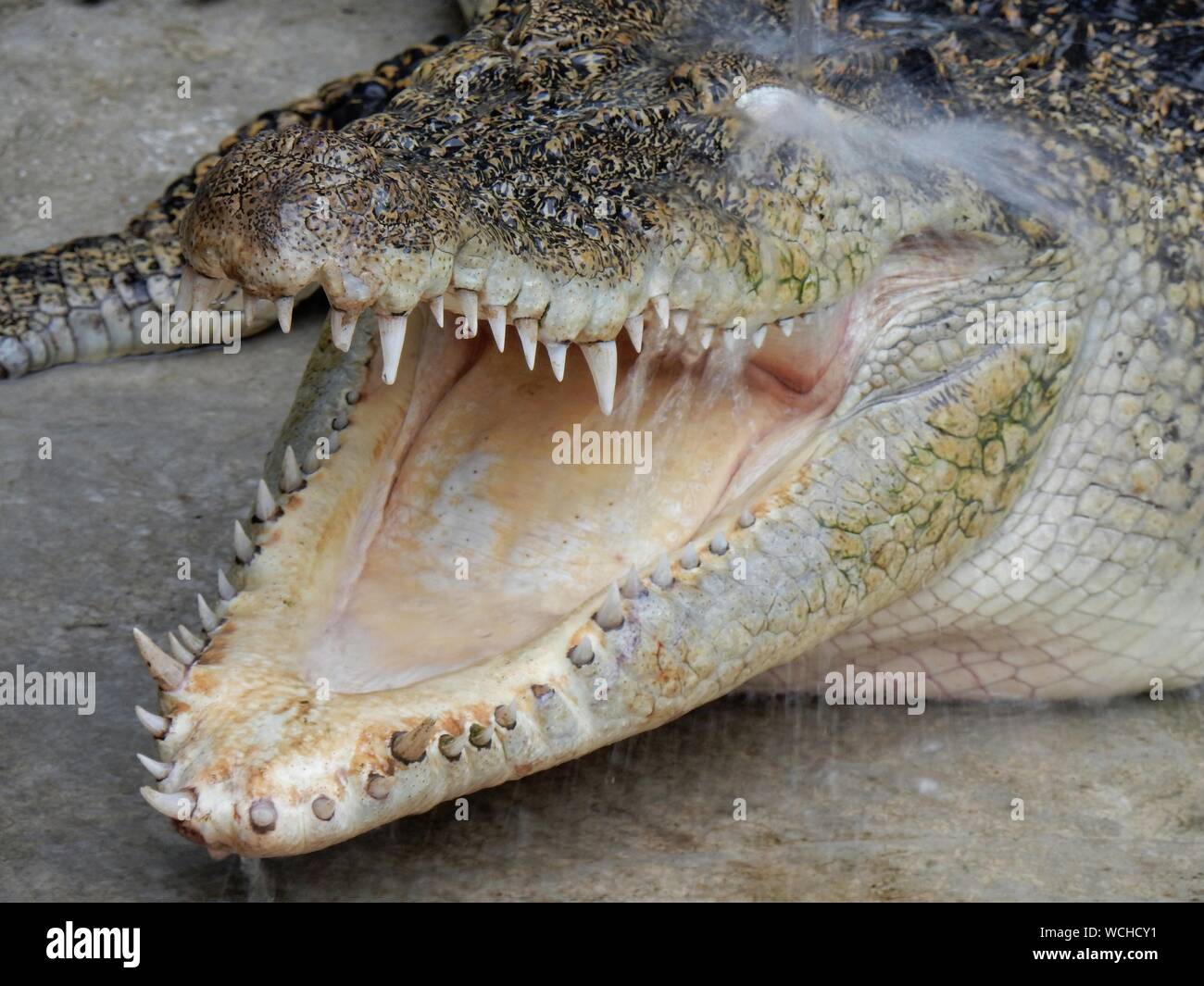 Alligator up close hi-res stock photography and images - Alamy