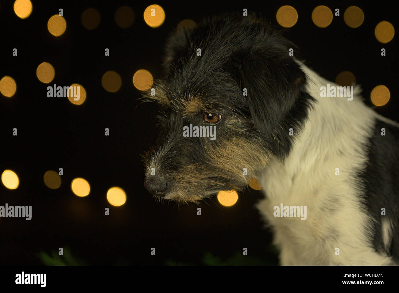 Little sad Jack Russell Terrier dog sits in front of blurred Christmas ...