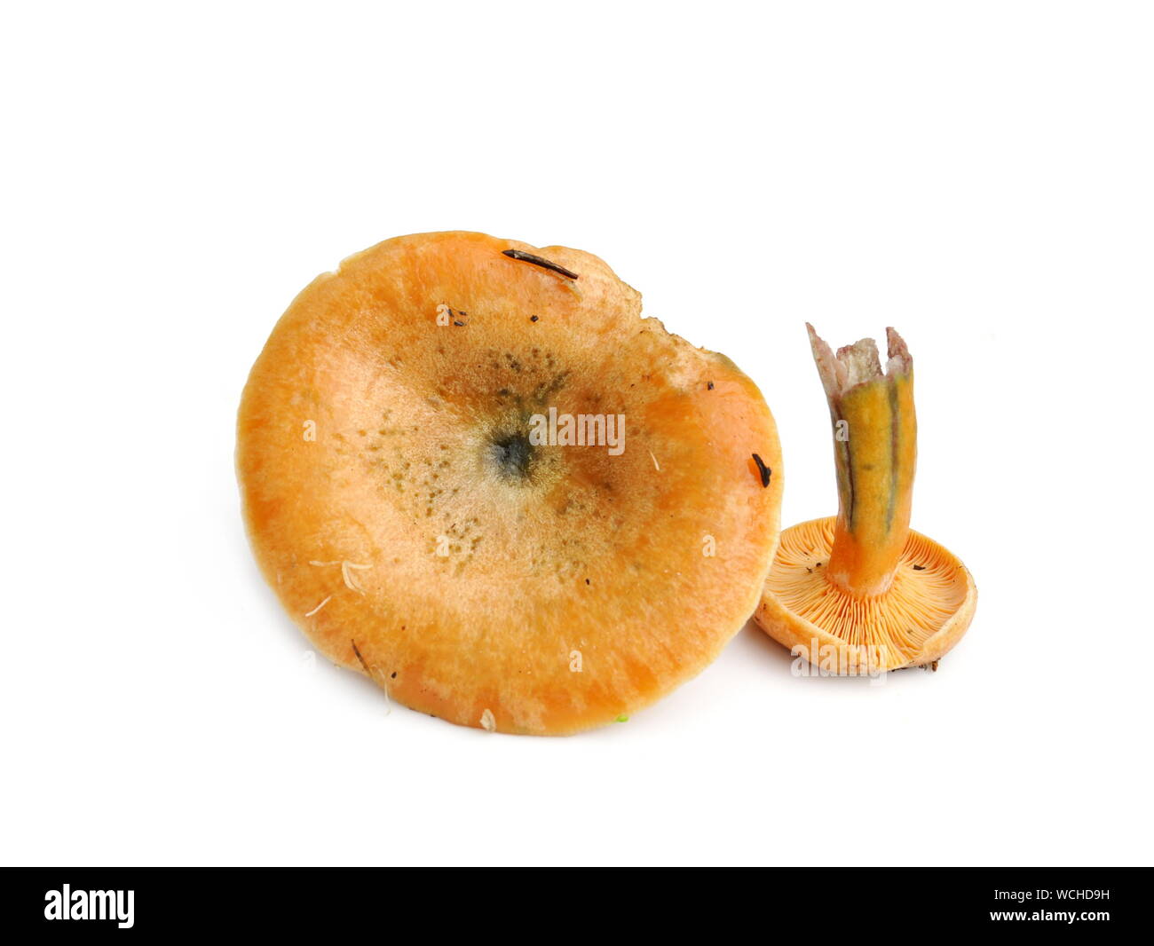 Saffron milk cap Cut Out Stock Images & Pictures - Alamy