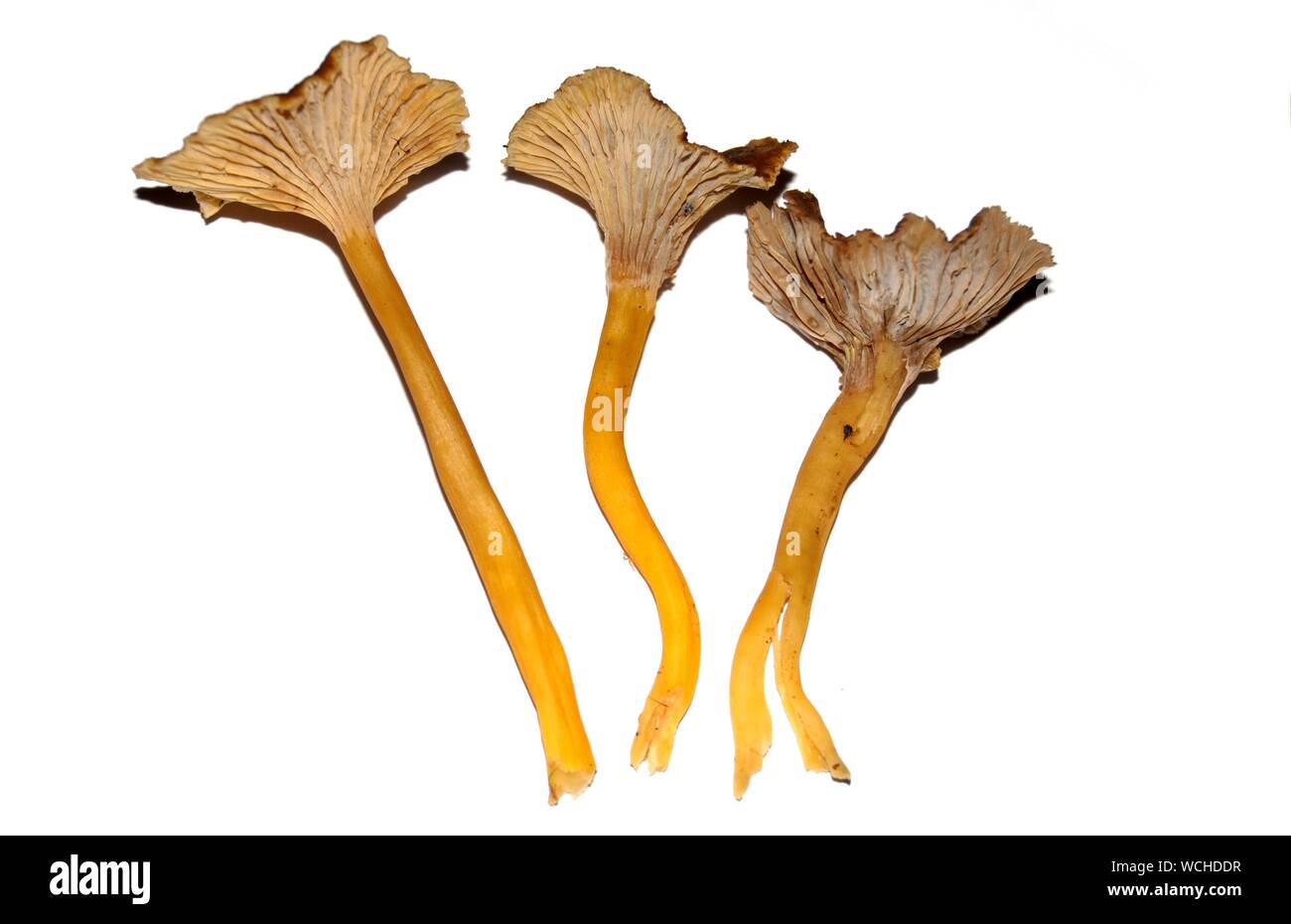 Yellowfoot Chanterelle Craterellus tubaeformis on white background ...