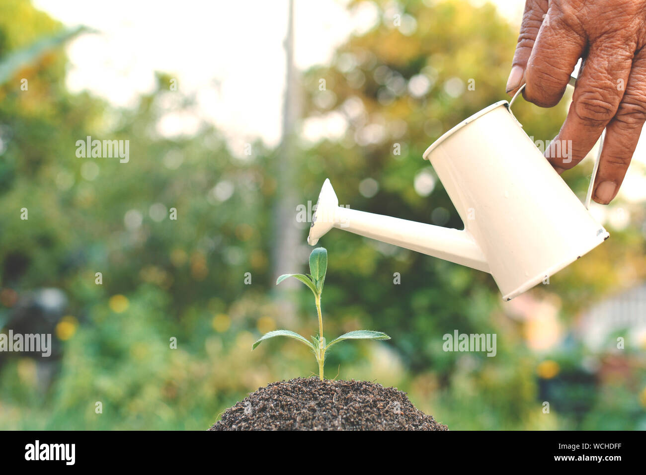 Watering can hand hi-res stock photography and images - Alamy
