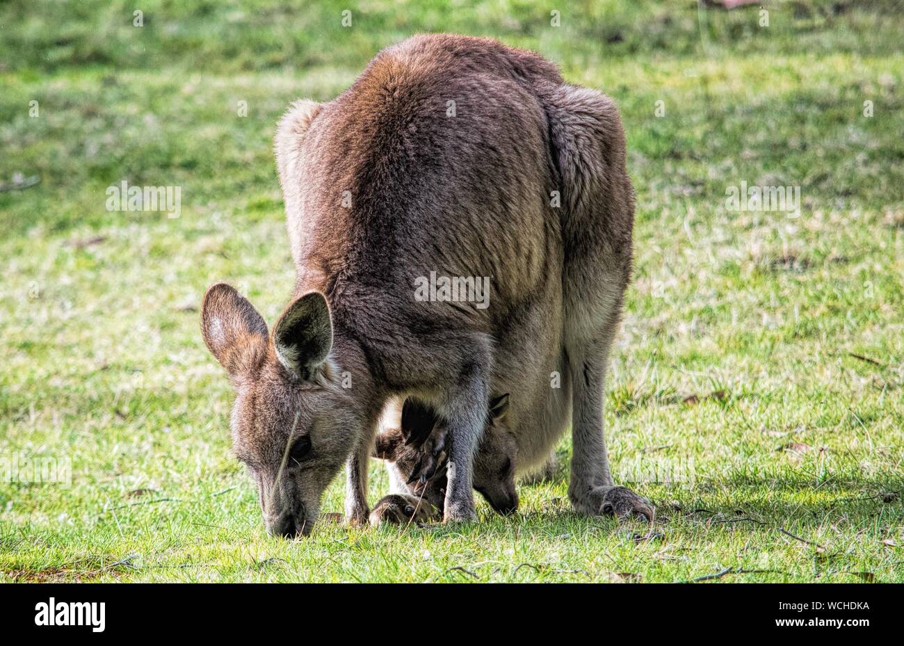 Kangaroo grazing hi-res stock photography and images - Alamy