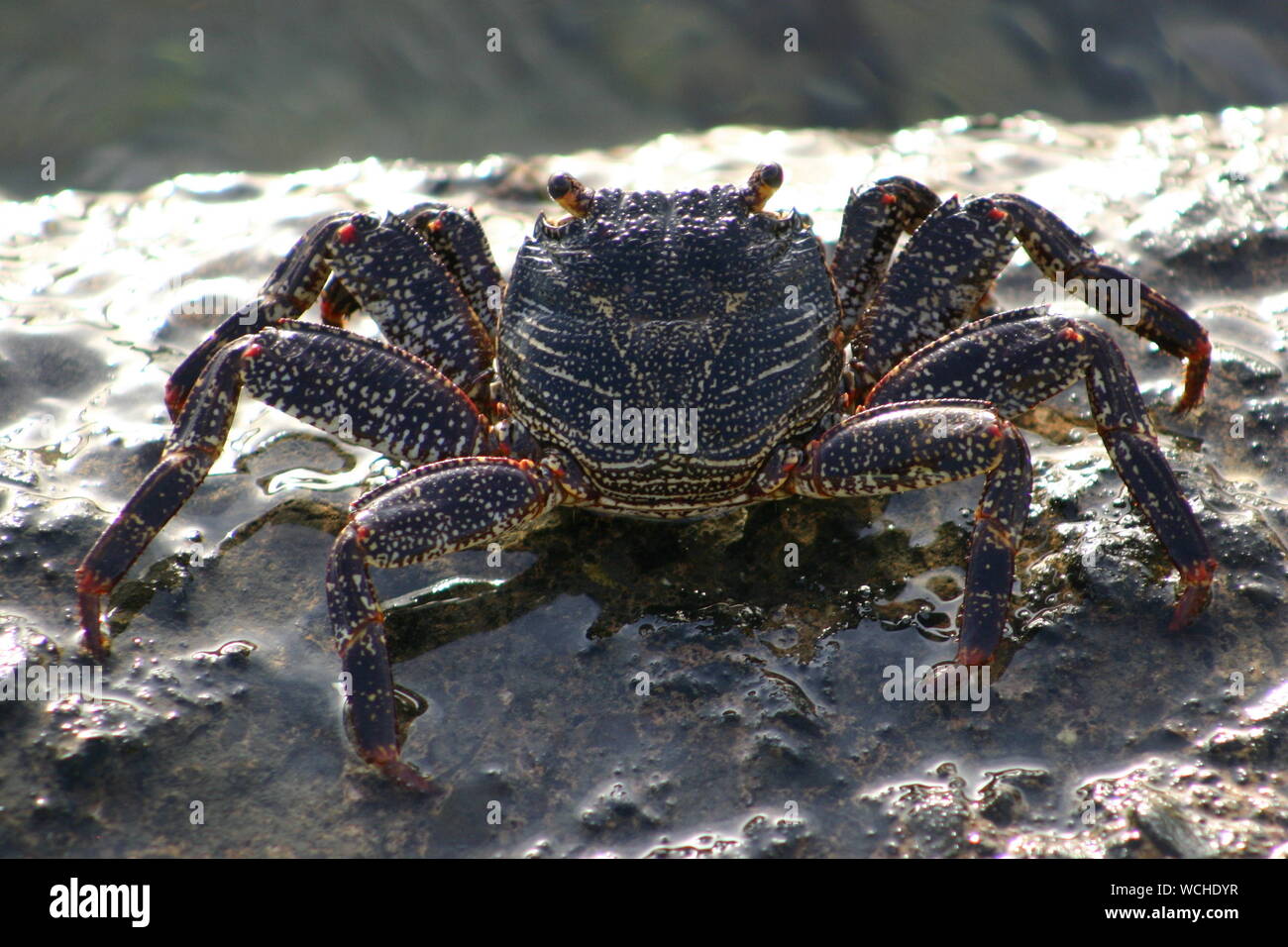 Rock crab hi-res stock photography and images - Alamy