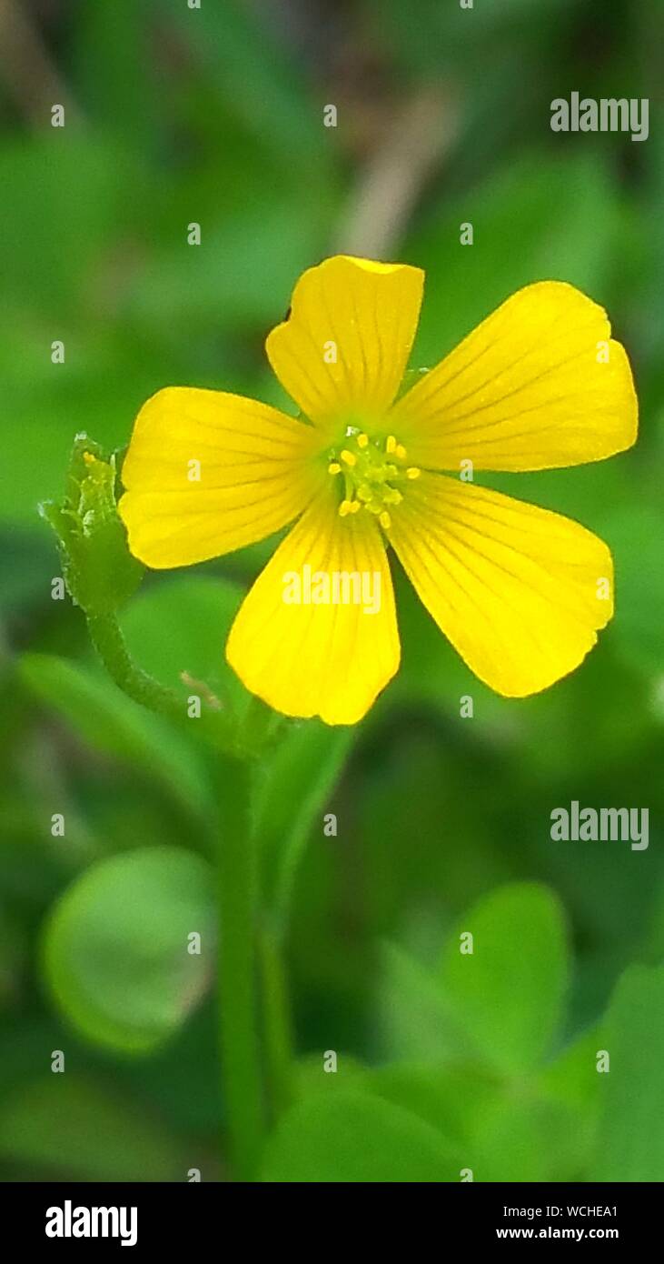 Oxalis close up hi-res stock photography and images - Alamy