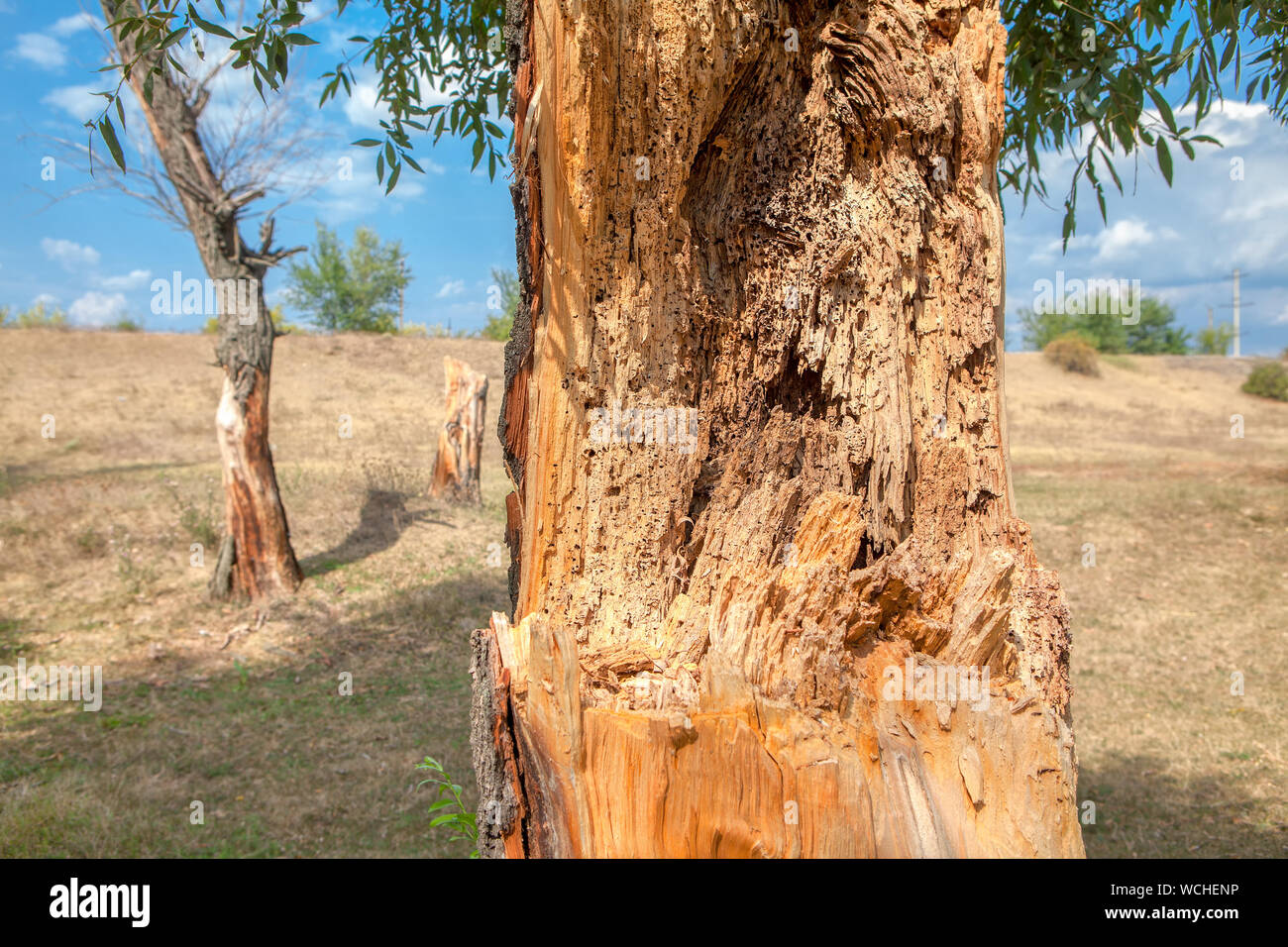 nature details of rotten tree Stock Photo - Alamy