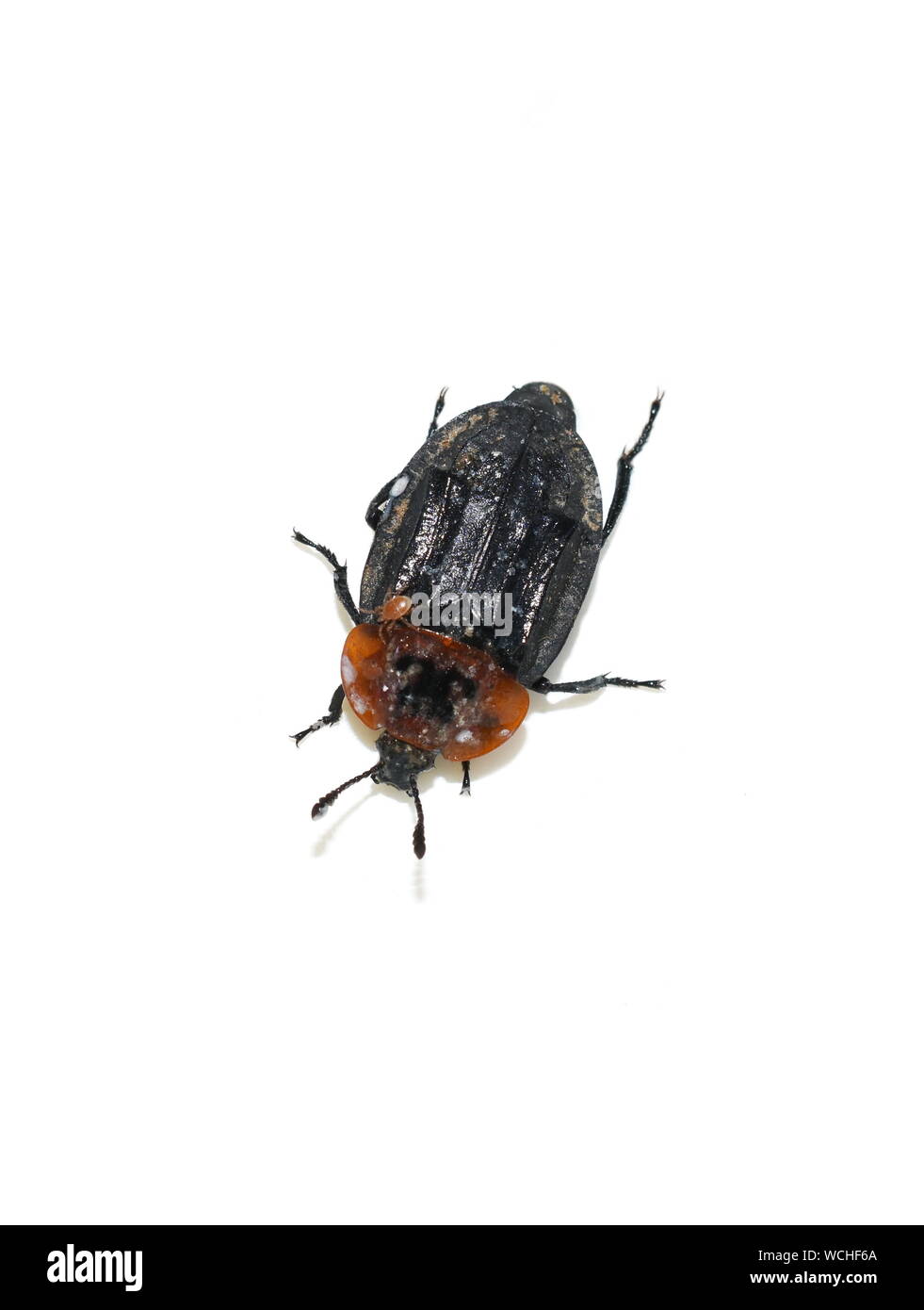 Red breasted carrion beetle hi-res stock photography and images - Alamy