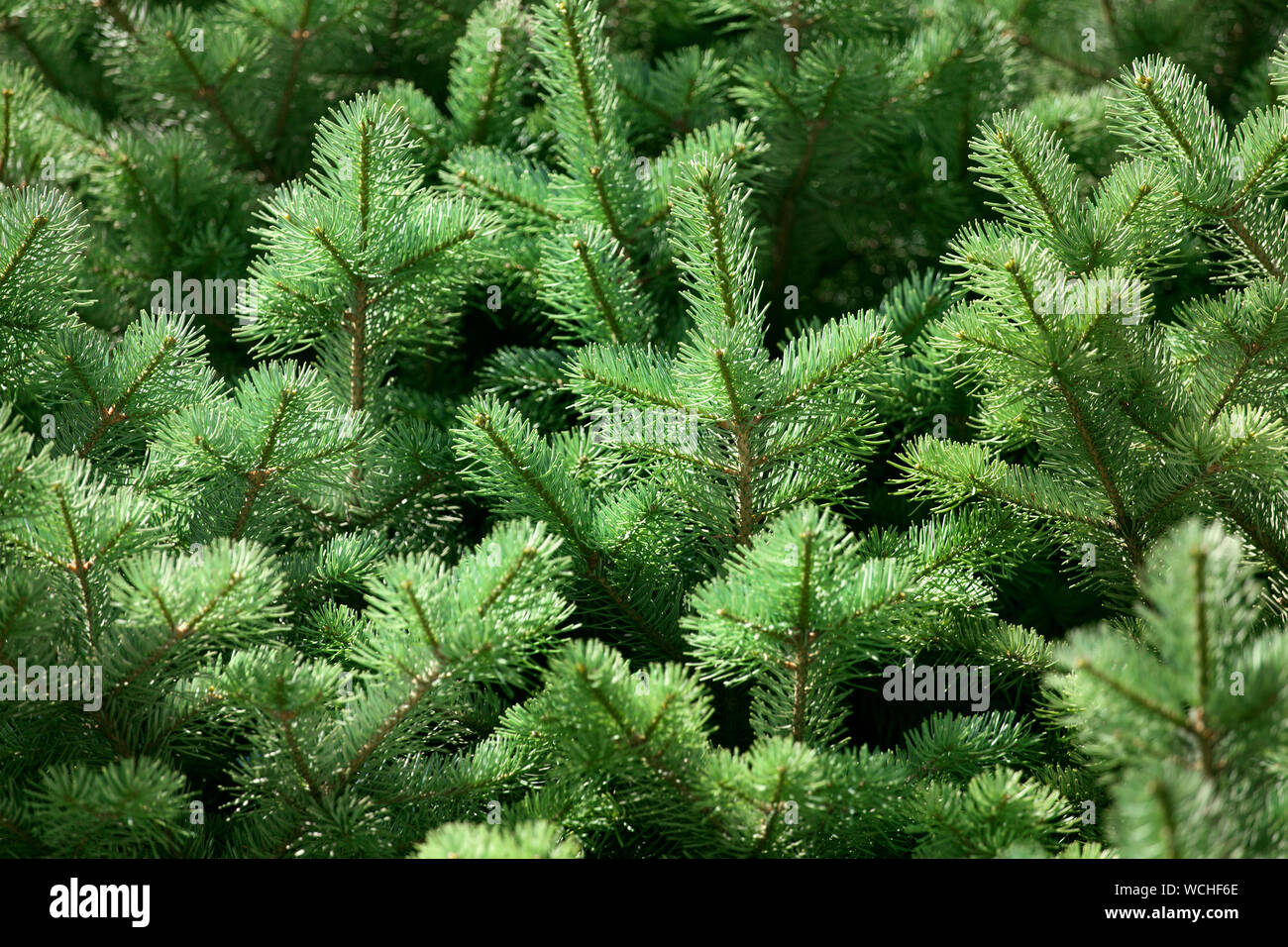 Pine Branch Texture
