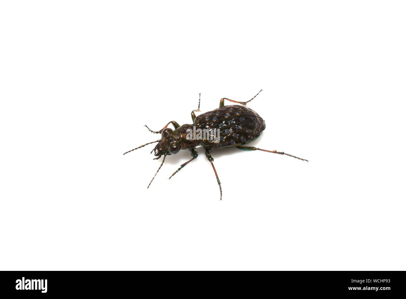 The small ground beetle Elaphrus riparius isolated on white background ...