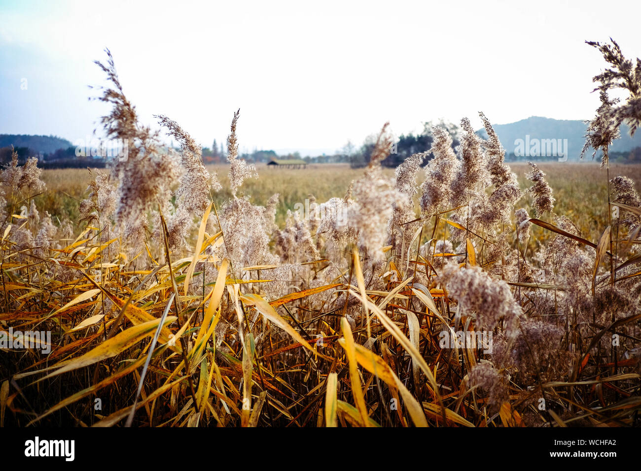 Agricultural grass hi-res stock photography and images - Alamy