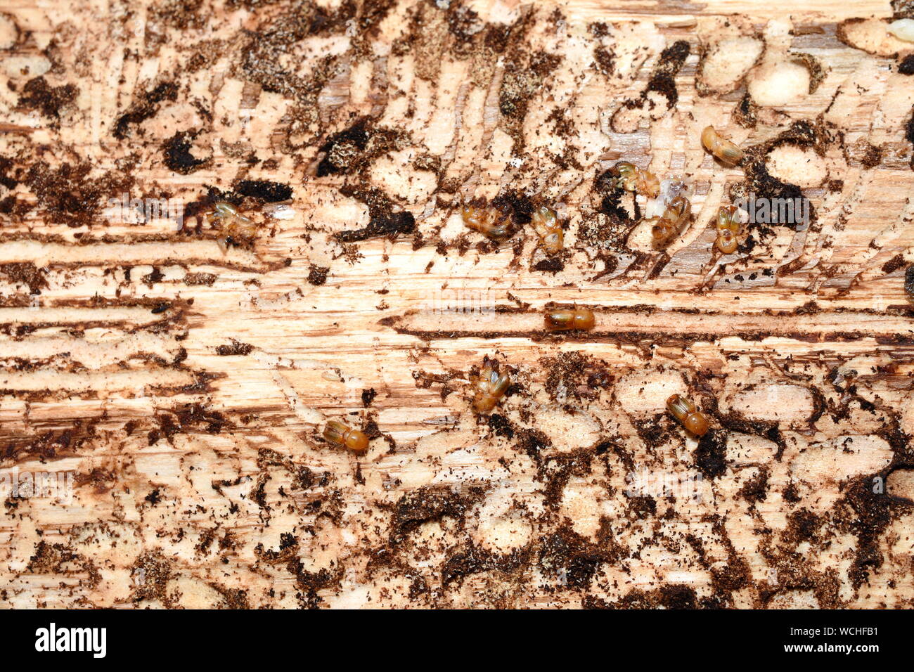 Spruce bark beetle hi-res stock photography and images - Alamy
