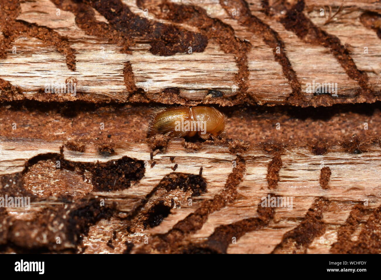 Spruce bark beetle hi-res stock photography and images - Alamy