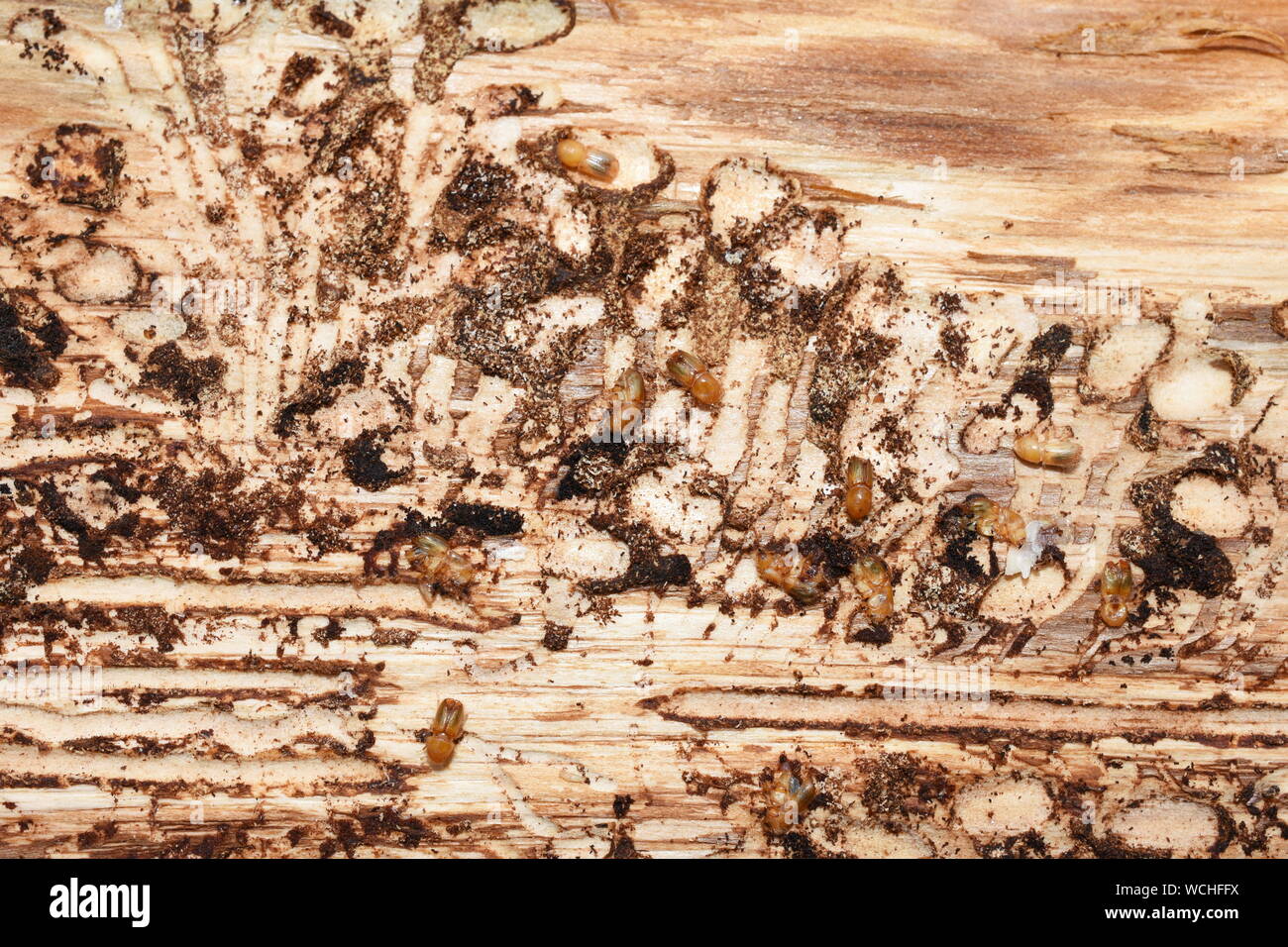 Spruce bark beetle hi-res stock photography and images - Alamy