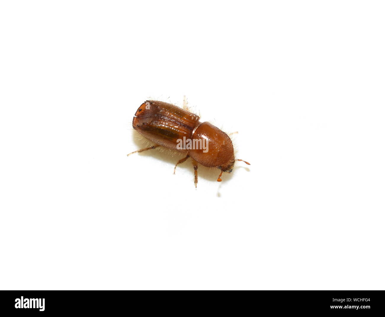 Ips typhographus hi-res stock photography and images - Alamy