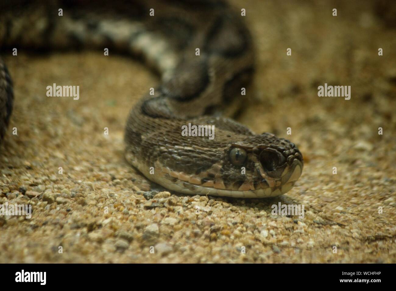 Close-up Of Russell Viper At Beach Stock Photo - Alamy