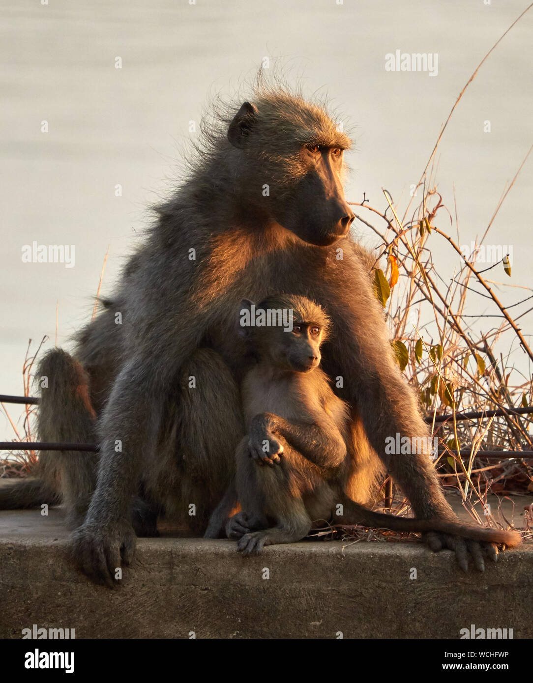 Dead baboon High Resolution Stock Photography and Images - Alamy