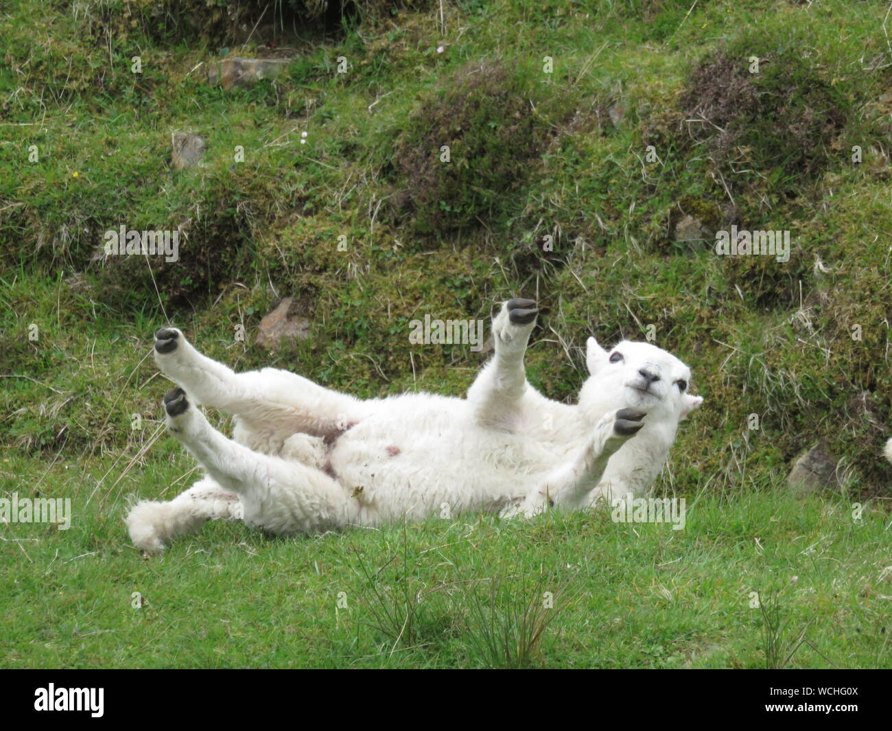 Sheep lying down in field hi-res stock photography and images - Alamy