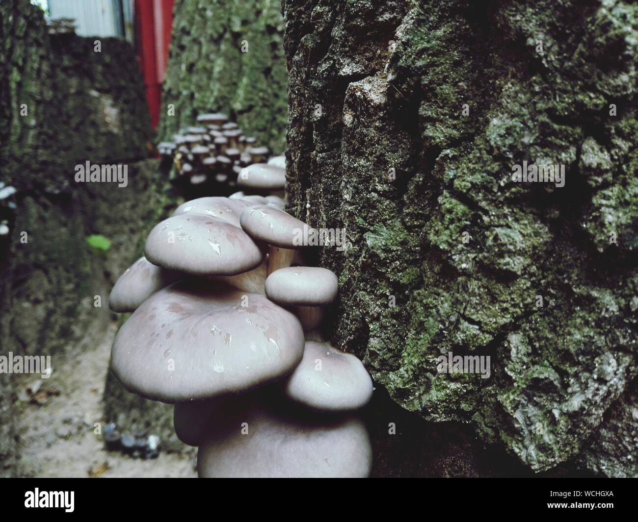 Fungus Growing On Rocks High Resolution Stock Photography and Images ...