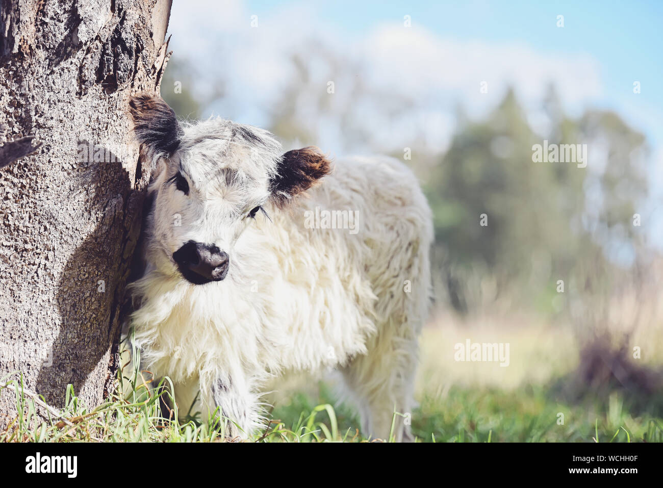 Calf tree hi-res stock photography and images - Alamy