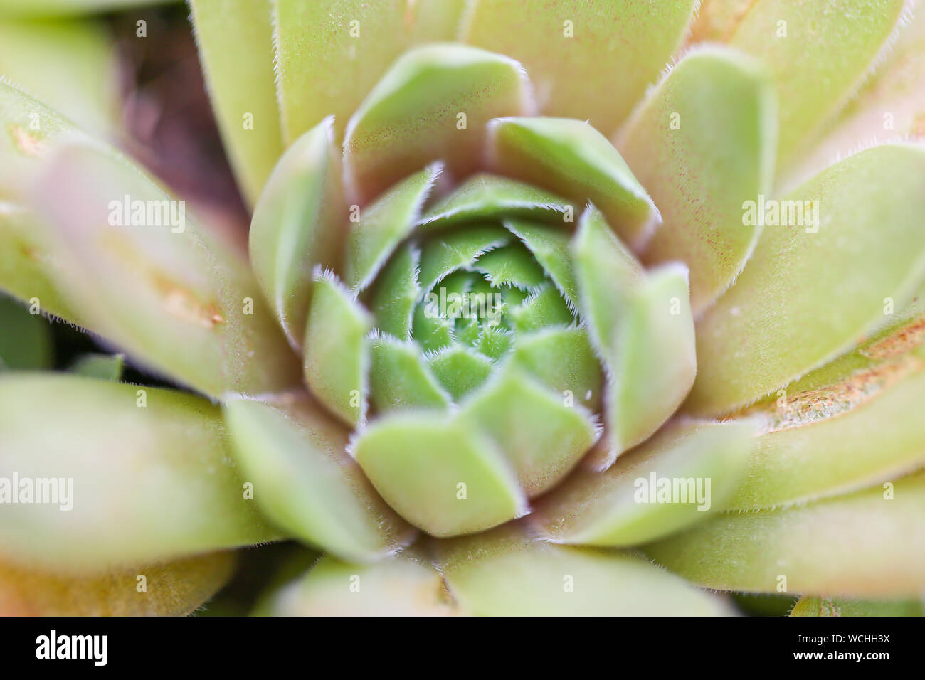 Sharp pointed hi-res stock photography and images - Alamy